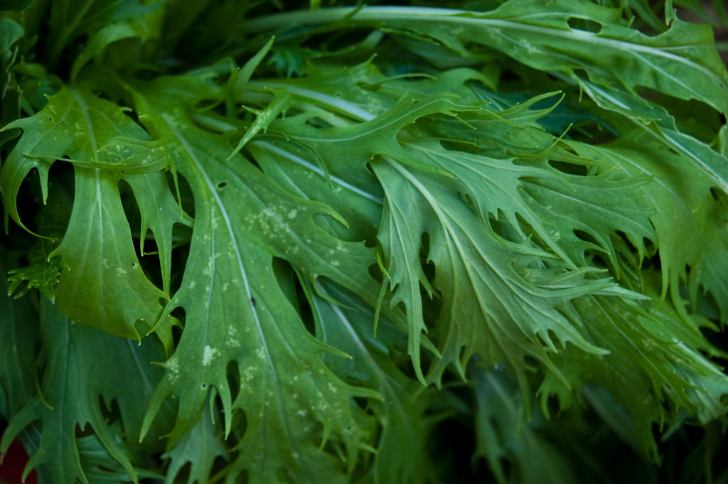What is Mizuna (Potherb Mustard)? | We Love Japanese Food